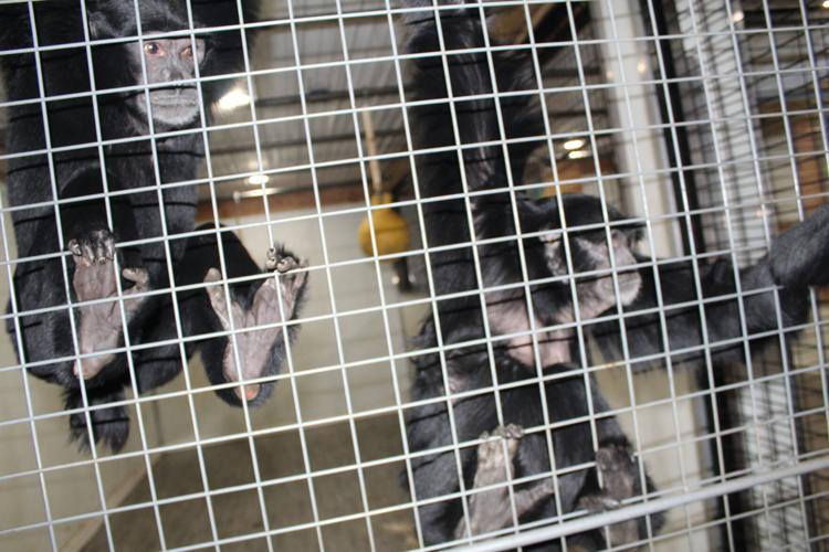 Plumpton Park Zoo welcomes new baby ape | News | cecildaily.com