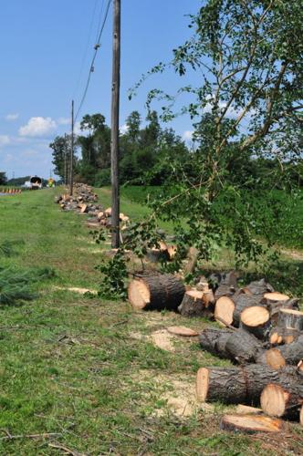 Trees taken down along Route 213 | Local News | cecildaily.com