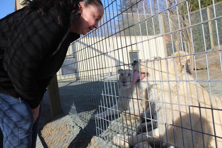 White lions are the newest attraction at Plumpton Park Zoo | News ...