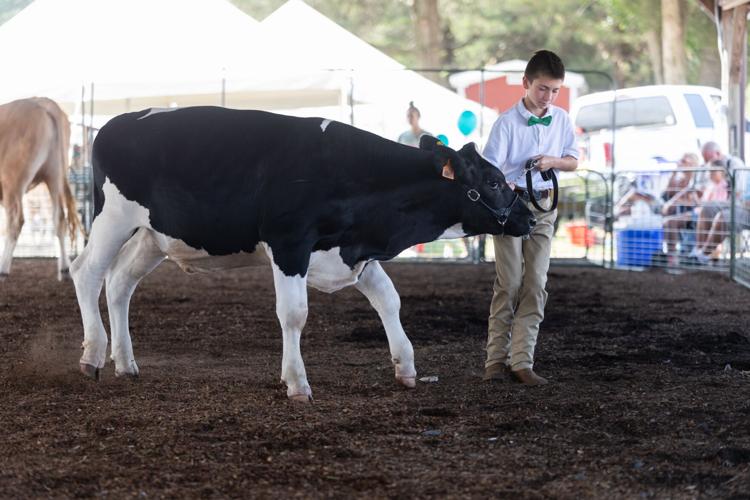 2023 Cecil County Fair Cattle Shows | | cecildaily.com