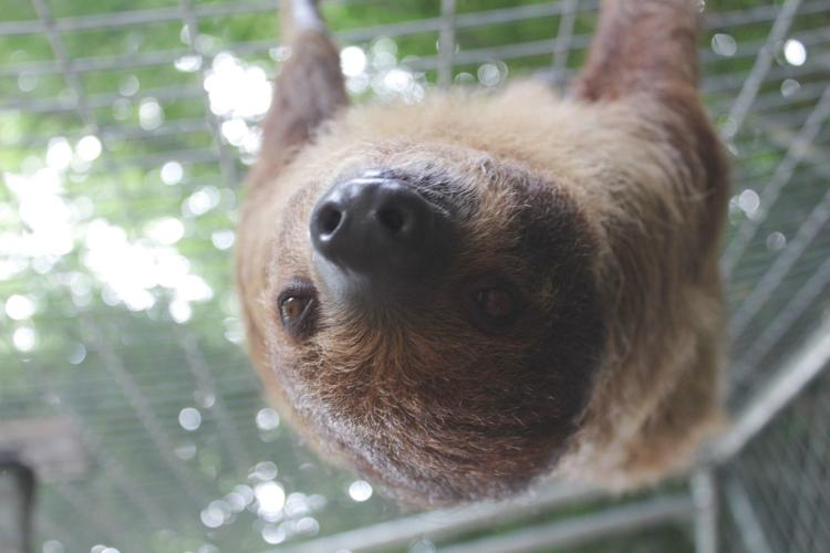 cecil the sloth