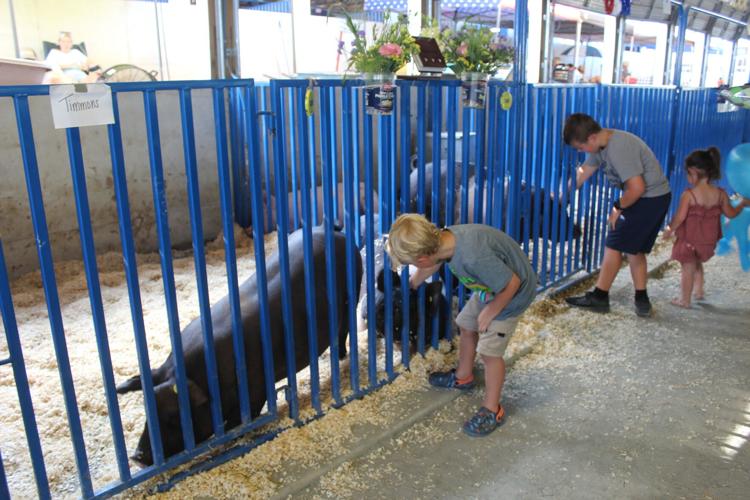 Photogallery: Fun at the 2025 Cecil County Fair | News | cecildaily.com