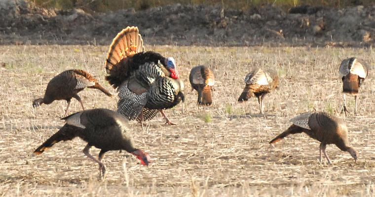 AgriCulture: Count those turkeys, Young Farmers grants, Healthy Soil ...