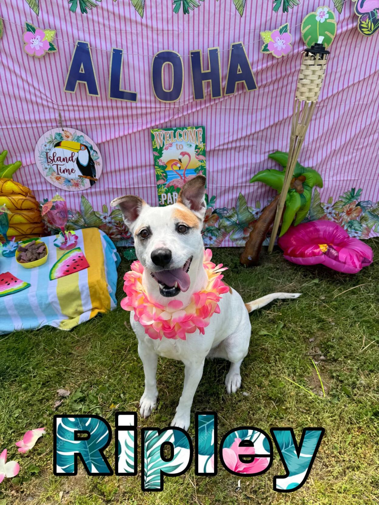 Cecil County Animal Services has a more than full house, seeks those looking to foster, adopt ...