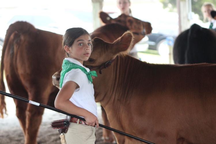 Breeder's Fair brings together 4-H clubs | Agriculture | cecildaily.com