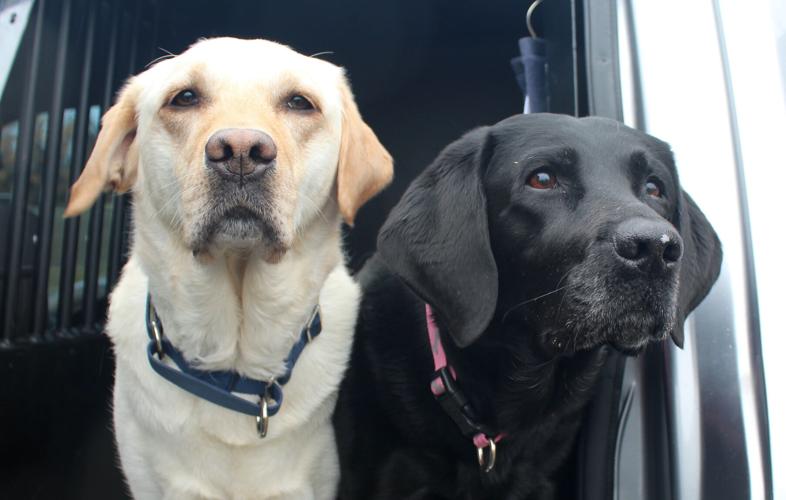 Sniffin’ Sleuths: Fire investigator partners with new arson detection ...