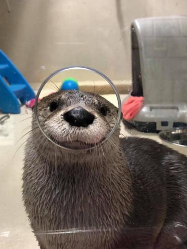 OtterMania on tap Saturday in Solomons | Arts and Culture | cecildaily.com