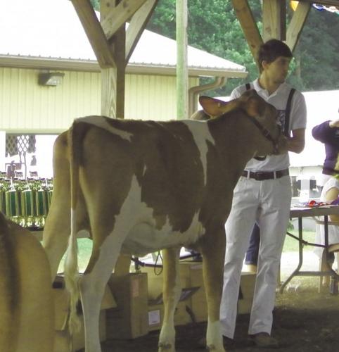 Dairy cow fitting & showing hinges on bovine moods | Local News ...