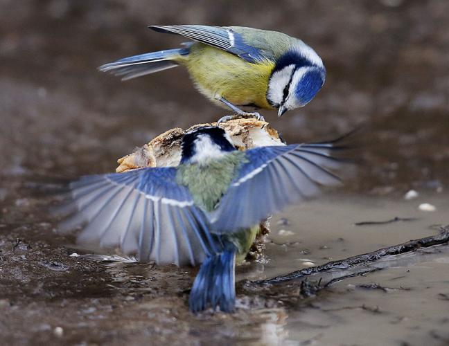 For the birds: Pickering Creek Audubon Center hosting seed sale, social ...