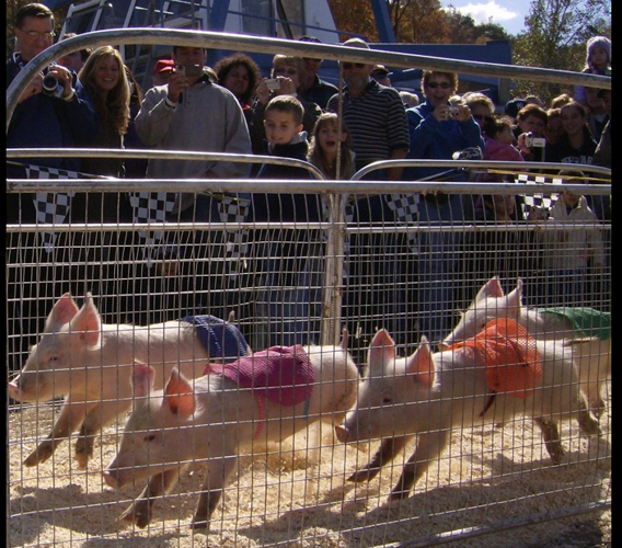 Hot Dog Pig Races squeal into the county fair | Cecil County Fair ...