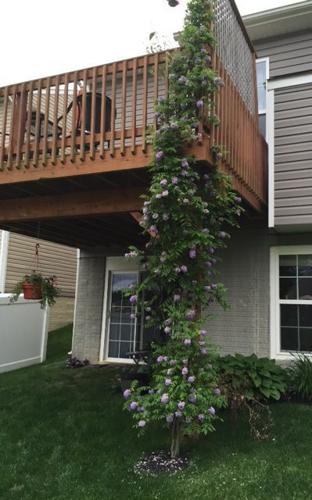 It's Garden Thyme! with Patty Buttner of North East | Spotlight ...