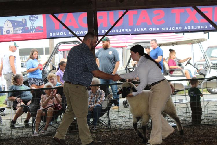 Sheep Fitting And Showing At The Cecil County Fair Agriculture