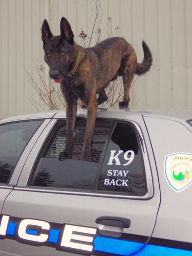 Rising Sun PD begins training new police dog | Local News | cecildaily.com