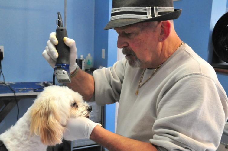 On the job: Kennel operator | Business | cecildaily.com