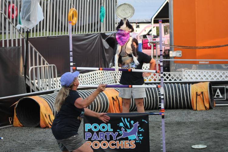 Gail Mirabella's Pool Party Pooches brings high-energy canine fun to ...