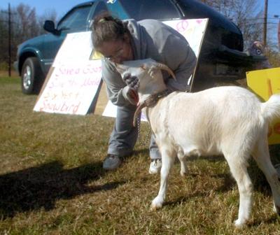 Fate of Snowbird the goat to be decided tonight | Local News ...