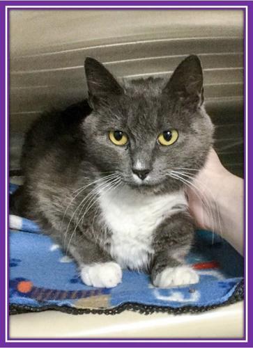 Cat of the week: Sylvia | Misc. Features | cecildaily.com