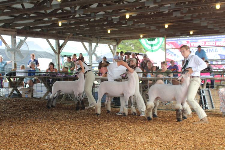Sheep Fitting and Showing at the Cecil County Fair | Agriculture ...