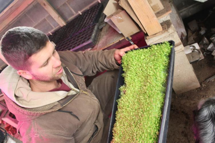 AgriCulture: Third Way Farm offers internships and sustainable farming ...