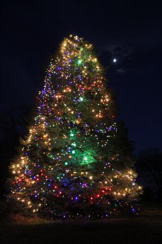 North East farmer shares his 50 foot Christmas tree | Local News ...