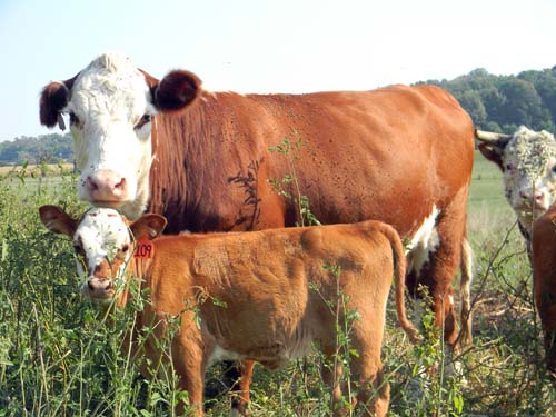Grazing promoted as good for Bay, livestock | Business | cecildaily.com