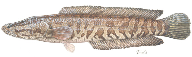 State puts bounty on snakehead fish | Local News | cecildaily.com