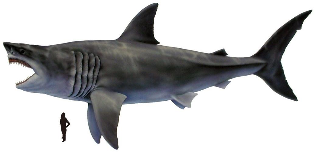 shark with human teeth