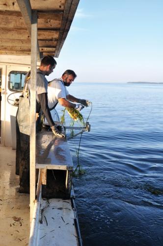 On the job: Commercial crabber | Business | cecildaily.com
