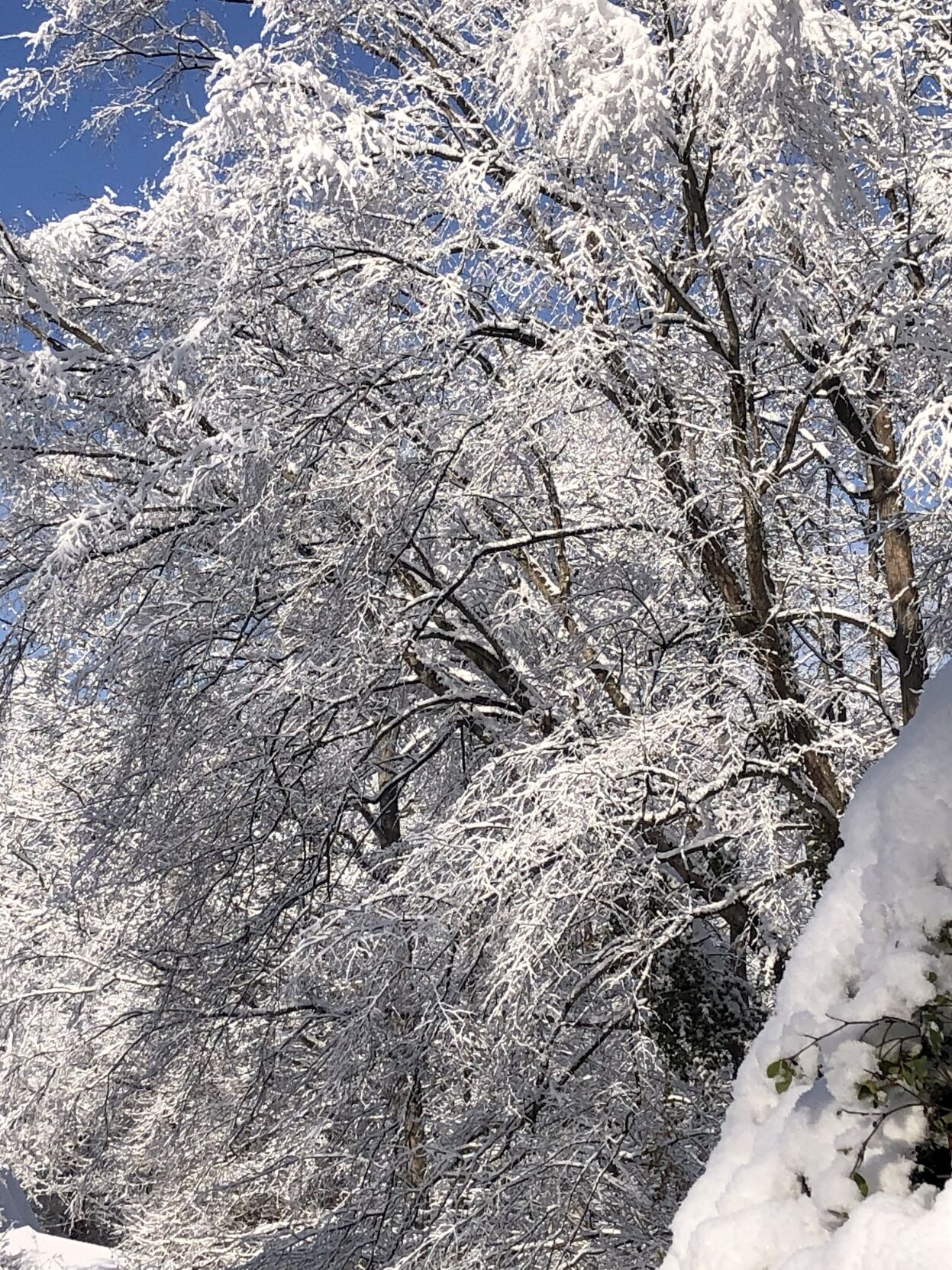 Cecil County residents awake Sunday morning to a winter wonderland ...
