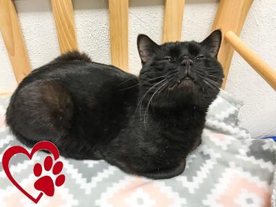 Cat of the week: Lunar Eclipse | Misc. Features | cecildaily.com