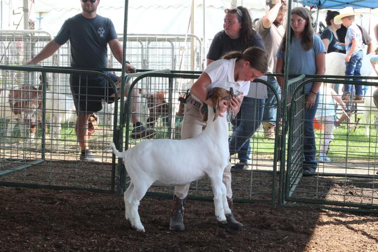 Cecil County 4-H competes for meat goat ribbons | Agriculture ...