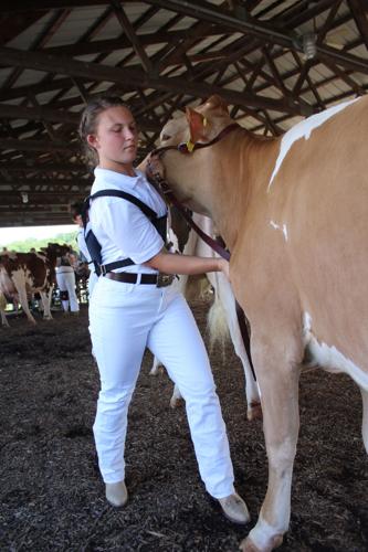 Fitting, showing is a dairy good time at the fair | Local News ...