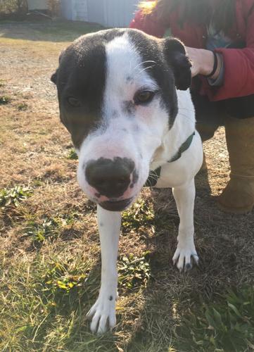 Dog of the week: Cece | Misc. Features | cecildaily.com