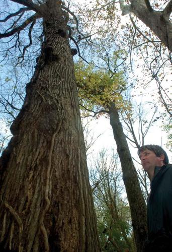 County boasts many of Maryland's largest trees | Our Cecil | cecildaily.com