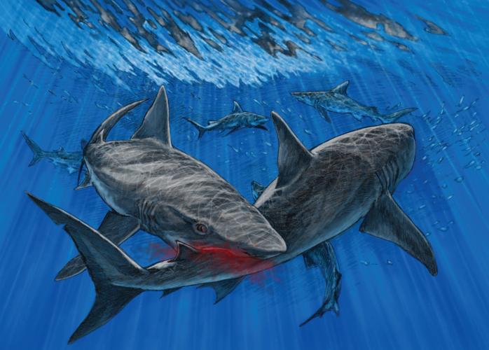 Museum duo record rare evidence of shark-on-shark predation | Features ...