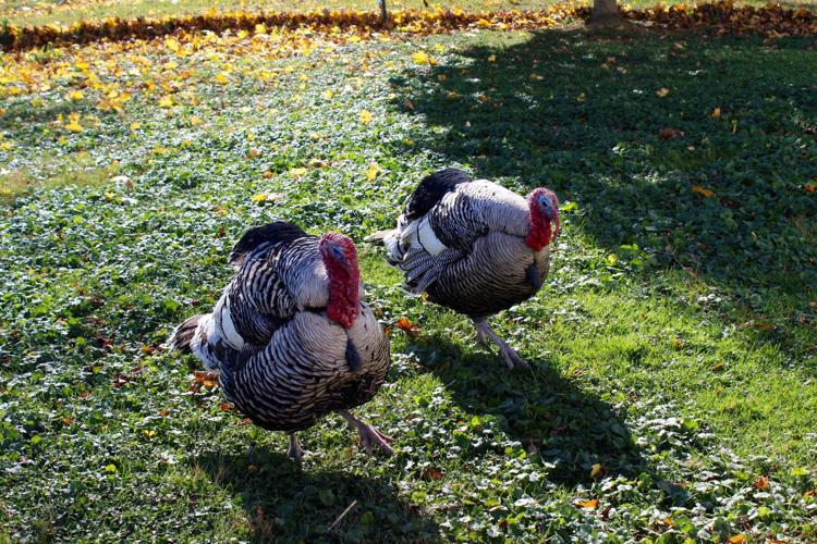 Rising Sun turkeys score a TV appearance on 'Veep' | Spotlight ...