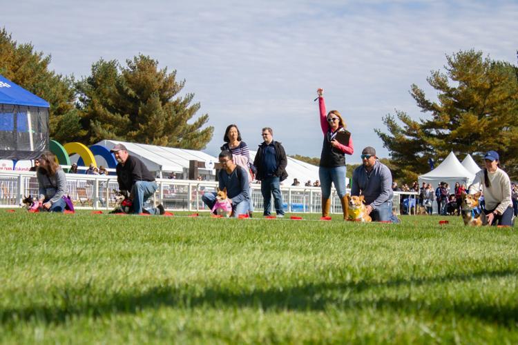 Photo Gallery: Corgis, Show jumping round out final day of Maryland ...