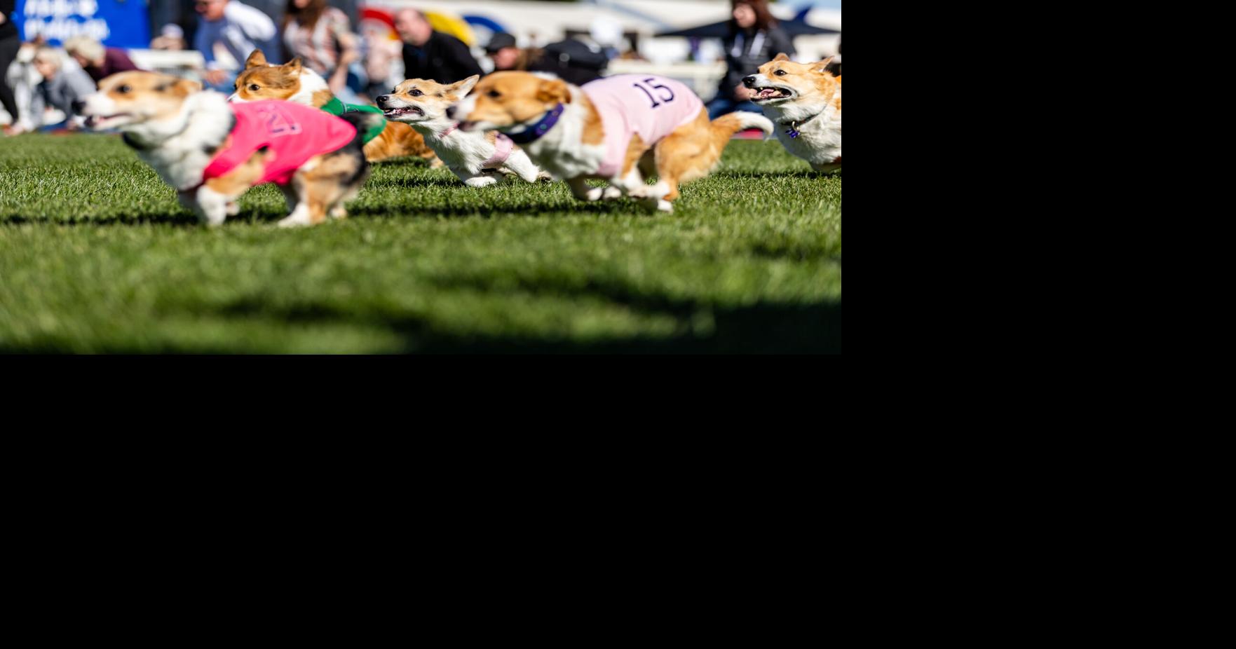 Corgi Races win snatched by repeat winner for the third consecutive ...