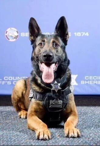 Police motorcade escorting ashes of K9 Kilo serves as public tribute ...