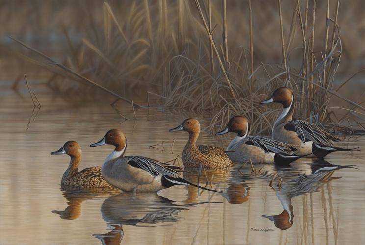 ‘A Career Dream’ Richard Clifton named Waterfowl Festival’s 2022 ...