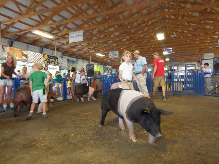 Pig fitting & showing takes focus, proper handling | Local News ...