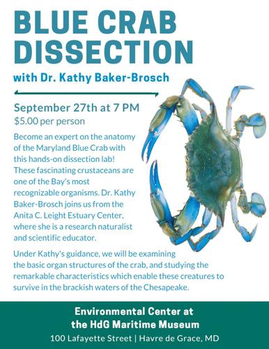 Blue Crab Dissection | | cecildaily.com