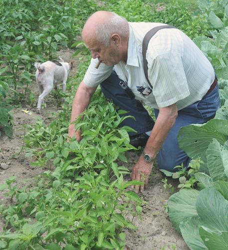 How’s your garden? Carl Ewing of Perryville | Our Cecil | cecildaily.com
