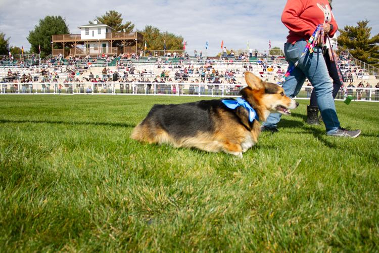 Photo Gallery: Corgis, Show jumping round out final day of Maryland ...