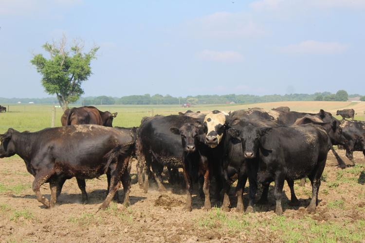 AgriCulture: Master Gardener seminars, livestock Rx, more avian flu at ...