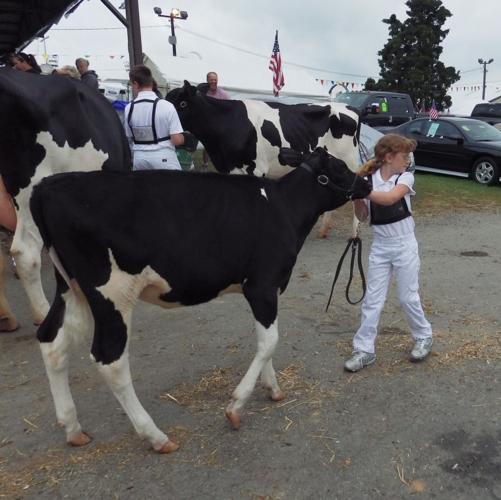 Dairy cow fitting & showing hinges on bovine moods | Local News ...