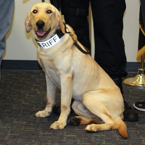 'Rosco' joins sheriff's K-9 unit | Local News | cecildaily.com