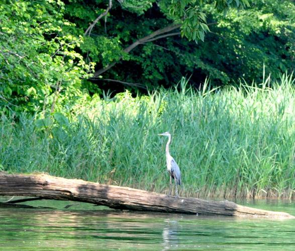 Riverkeeper works to keep Chesapeake Bay, local waterways clean and ...