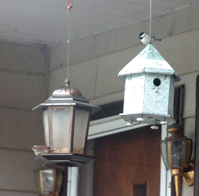 Calling all bird lovers! The Great Backyard Bird Count starts today ...