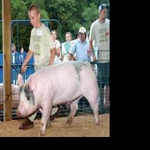 A guide to bidding, buying an animal at the fair auction | Local News ...